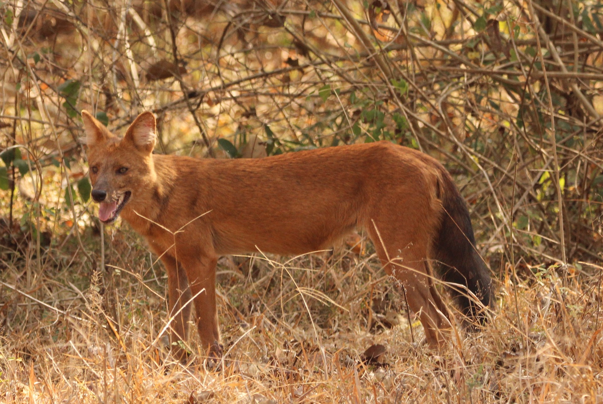 JLR Kabini Back Waters – Part – 1 – My Camera Log